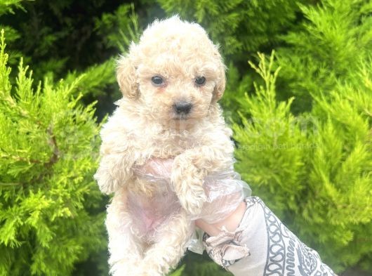 Mini Boy Toy Poodle Yavru Kopek