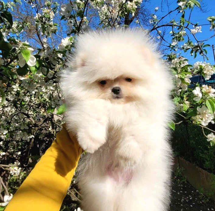 Teacup Garantili Pomeranian Boo Yavrusu