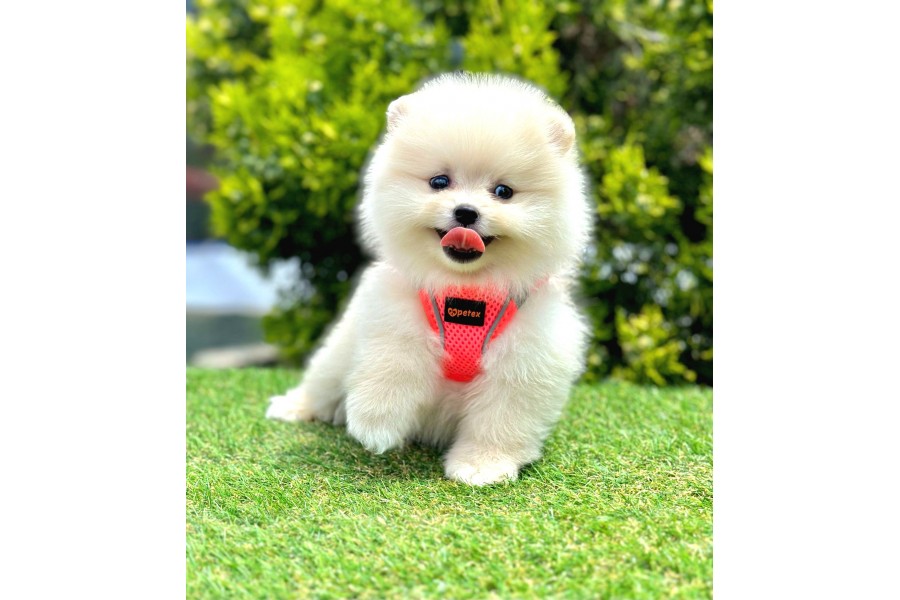 TEDDY FACE ORİJİNAL POMERANİAN BOO