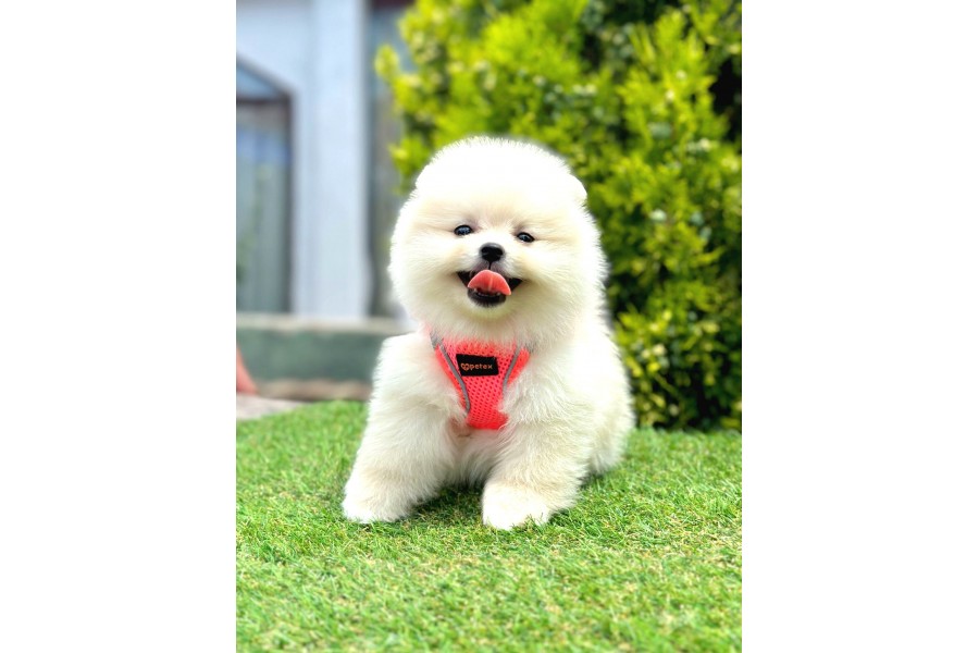 TEDDY FACE ORİJİNAL POMERANİAN BOO