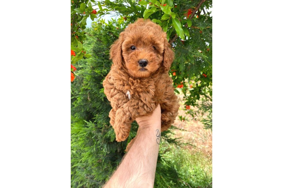 RED TOY POODLE