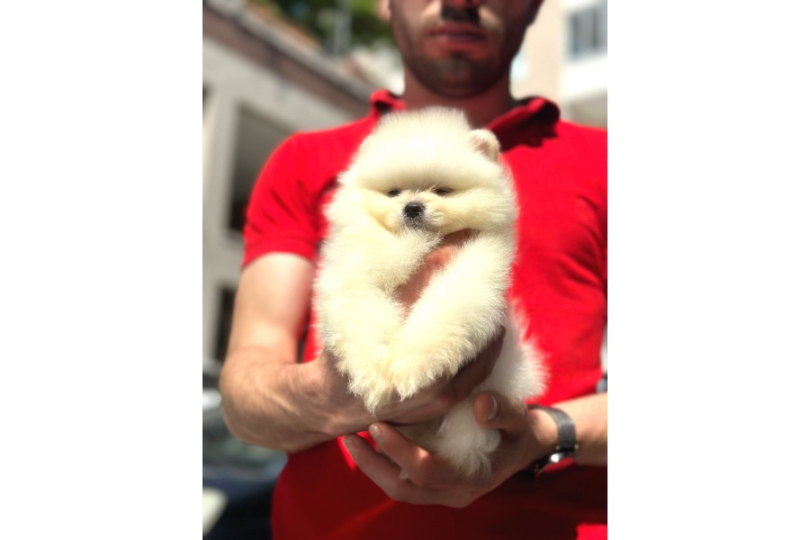 POMERANİAN BOO