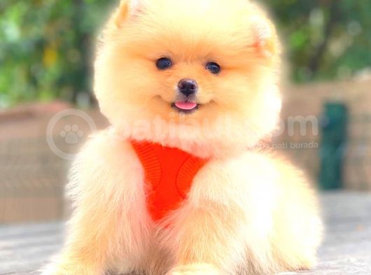 KREM DİŞİ POMERANİAN BOO