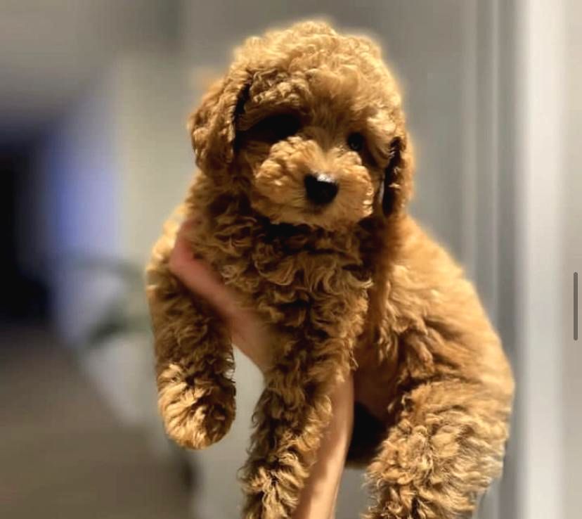 RED TOY POODLE