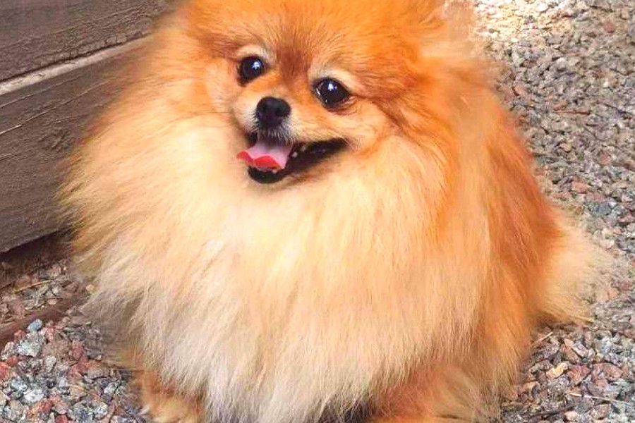 DİŞİ ORANGE POMERANİAN BOO
