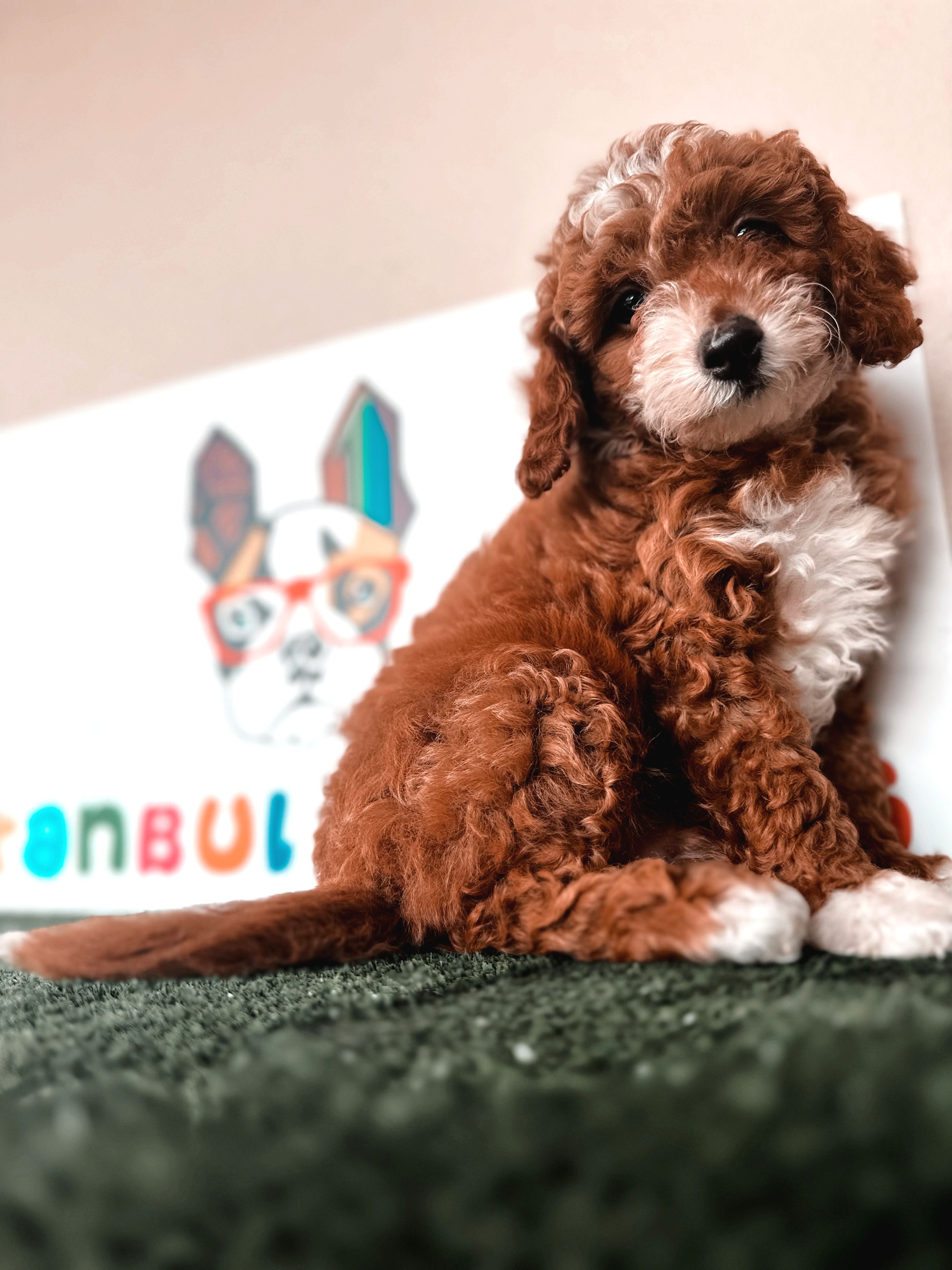 Özel Renk Orjinal Multicolor Red White Toy Poodle Safkan