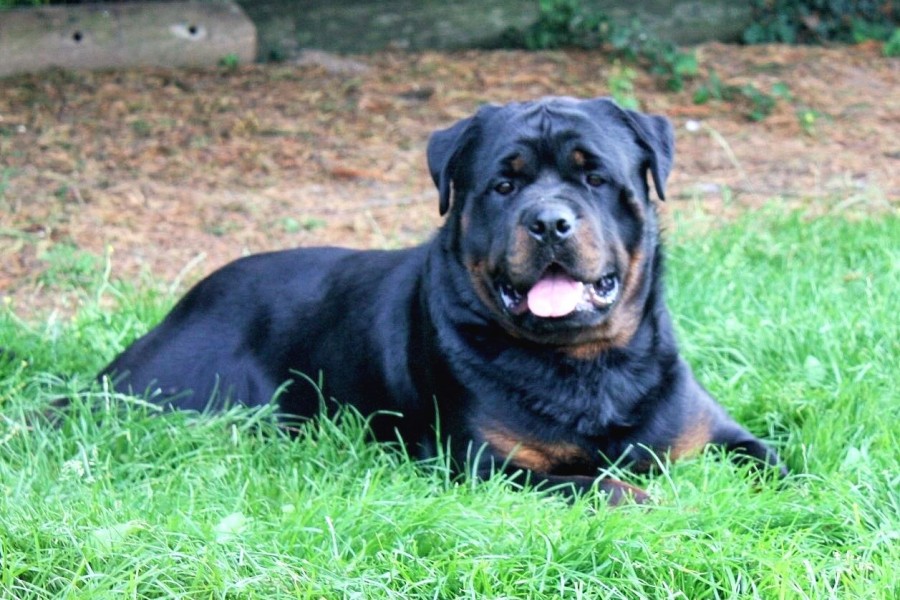 Koca Kafa Rottweiler Yavrularımız