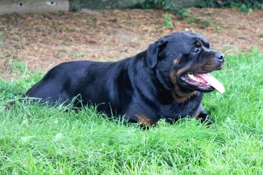 Koca Kafa Rottweiler Yavrularımız