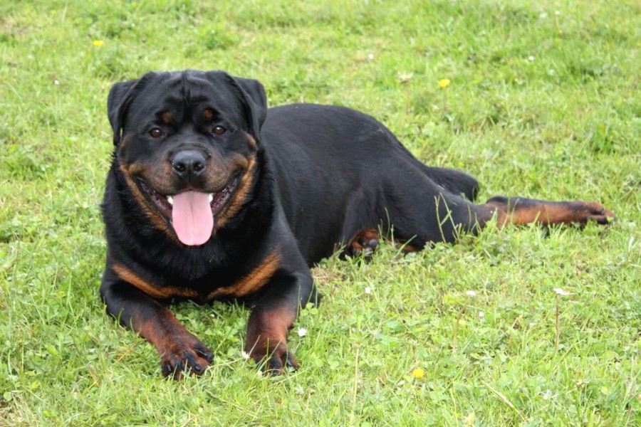 Koca Kafa Rottweiler Yavrularımız