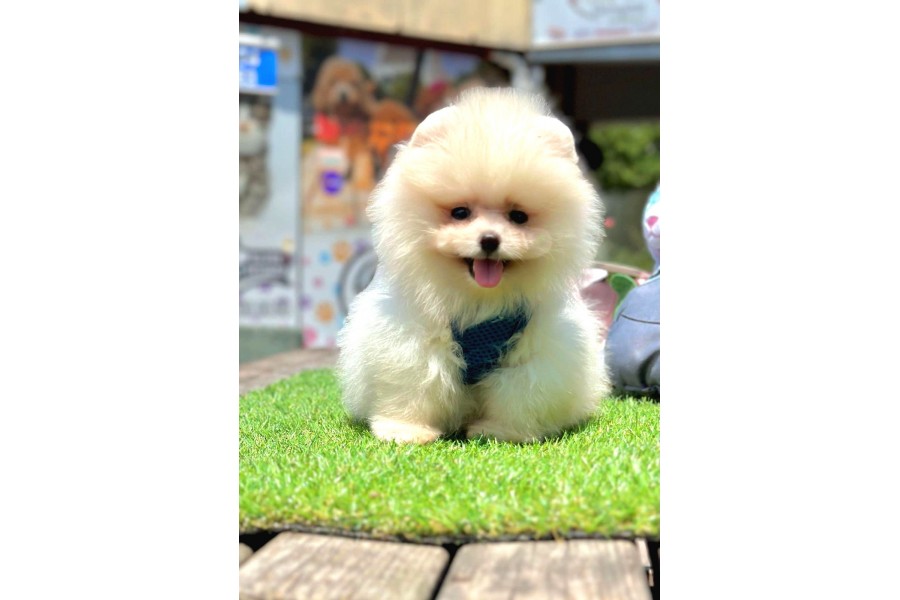 Beautiful Face Pomeranian Boo - Patibul.com