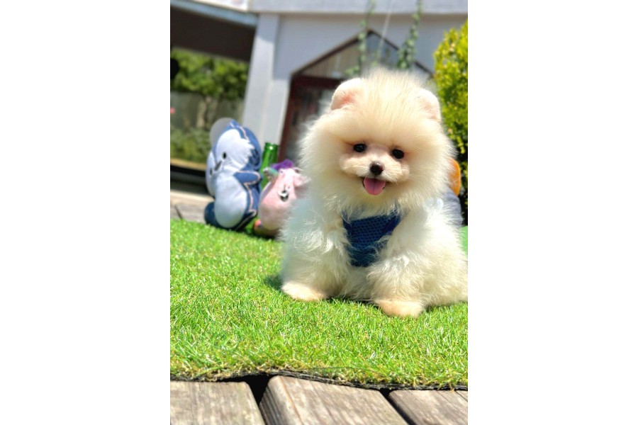 Beautiful Face Pomeranian Boo - Patibul.com