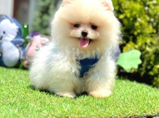 Beautiful Face Pomeranian Boo - Patibul.com