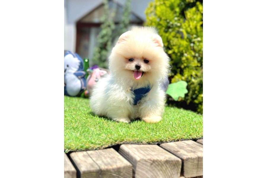 Beautiful Face Pomeranian Boo - Patibul.com