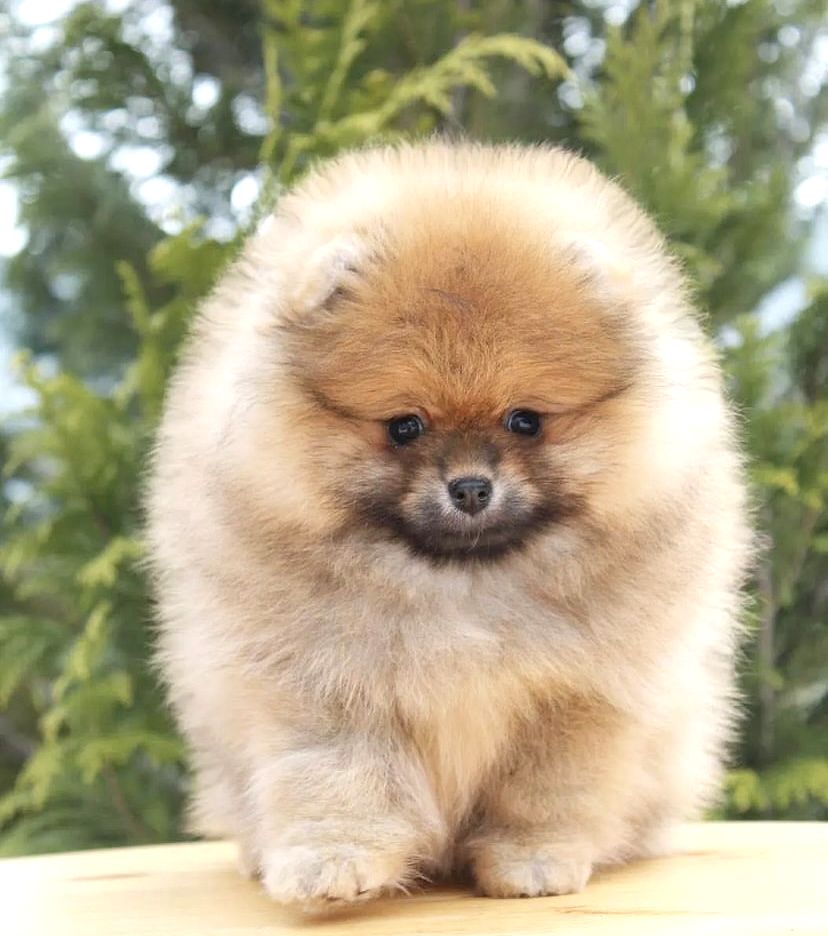 POMERANİAN BOO