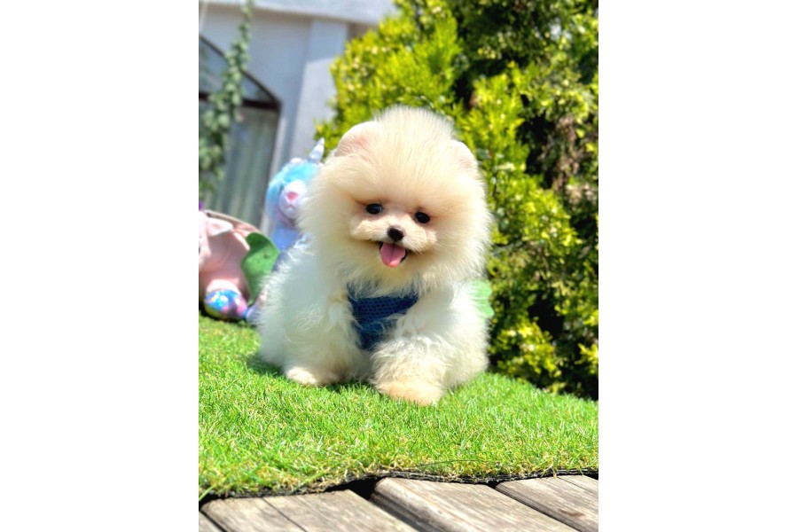 Beautiful Face Pomeranian Boo - Patibul.com