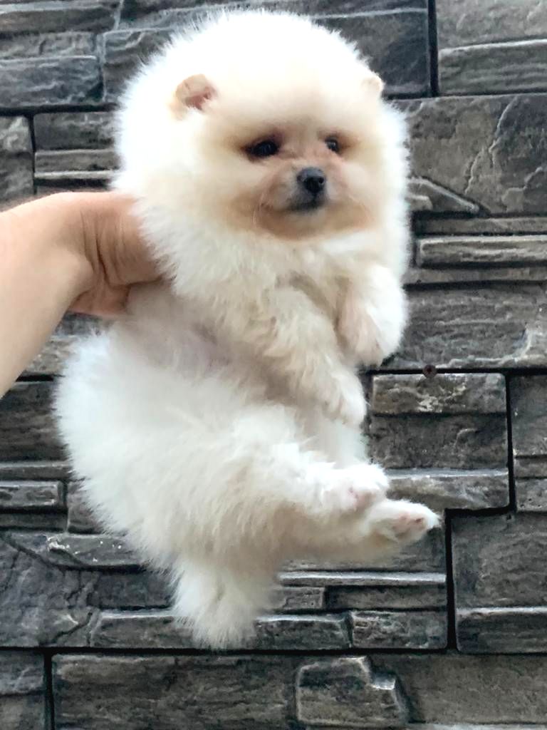 POMERANİAN BOO