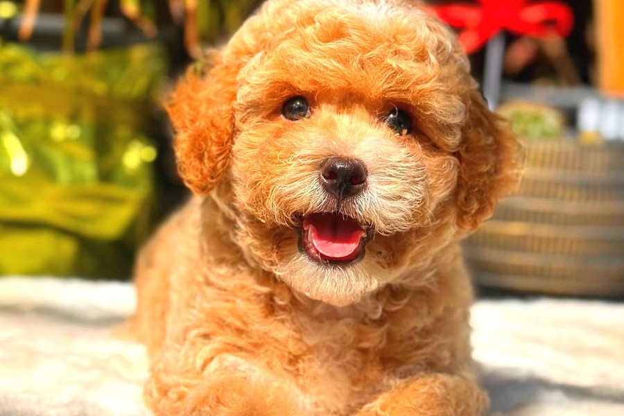 PARTY COLOUR ERKEK TOY POODLE