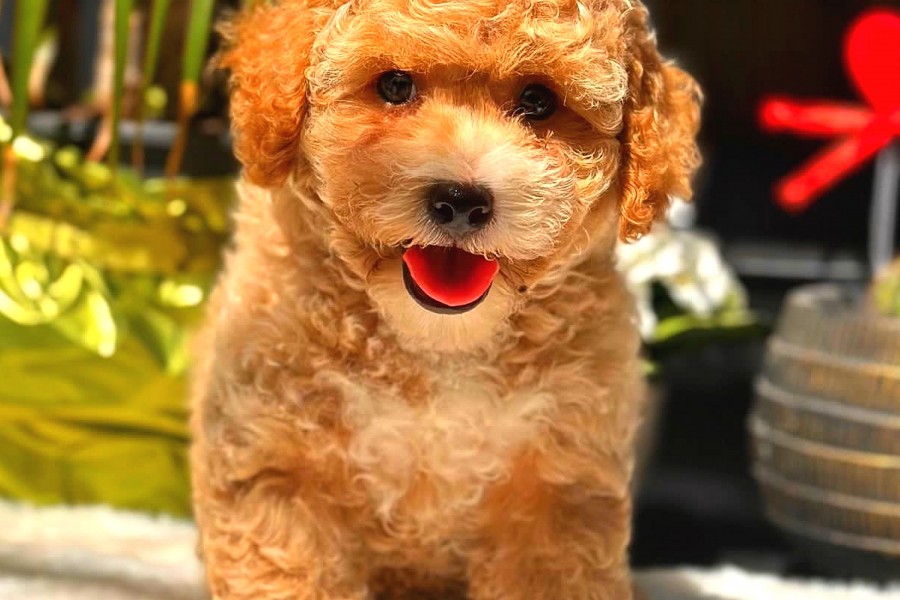 PARTY COLOUR ERKEK TOY POODLE