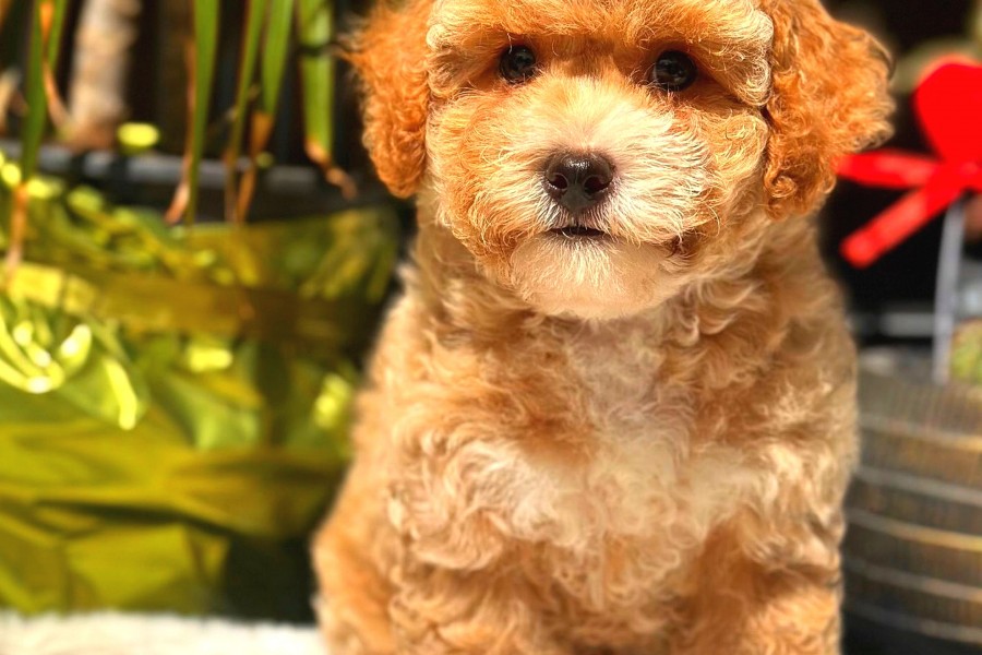 PARTY COLOUR ERKEK TOY POODLE