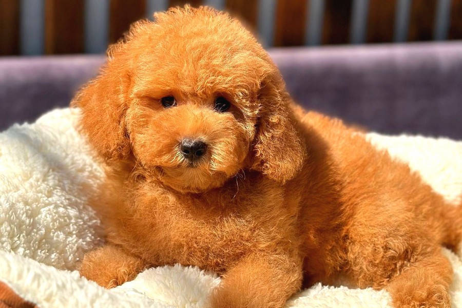 ORJİNAL RED TOY POODLE