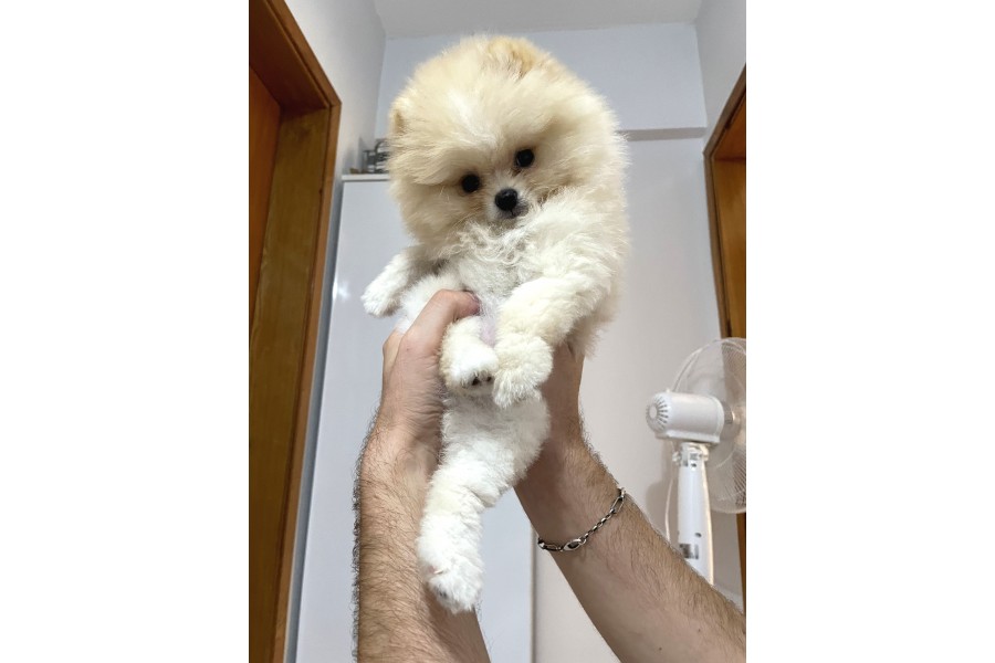 Pomeranian Boo Teddy Bear