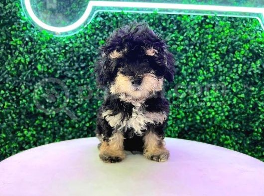 TRİ COLOR MALTİPOO