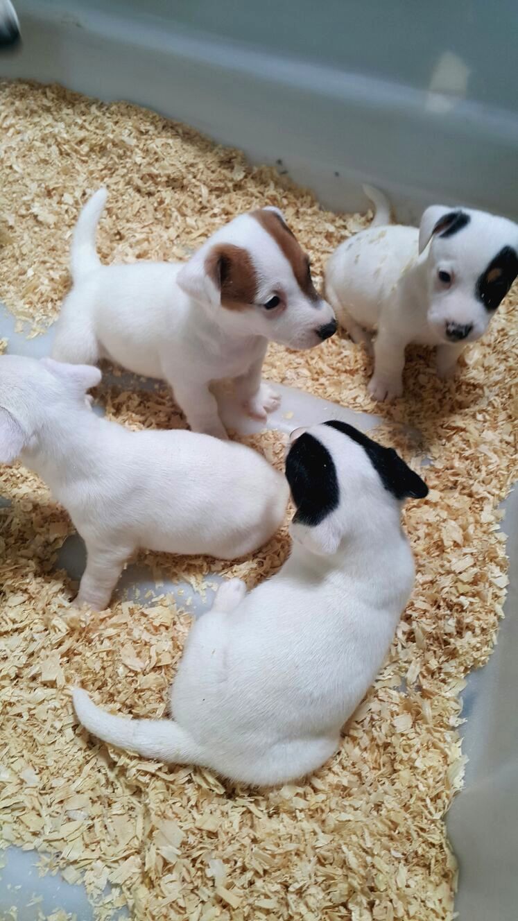 Satılık JACK RUSSLE YAVRULAR