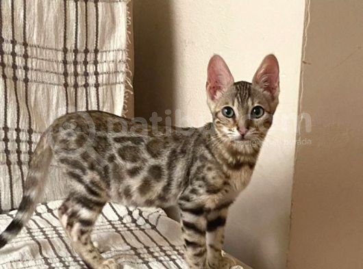 Safkan Bengal Kedisi