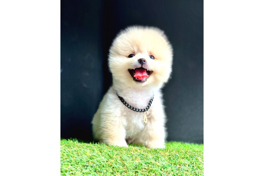 Gülen Yüz Pomeranian Boo - Patibul.com