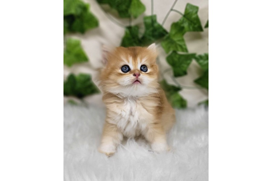 British Longhair İstanbul