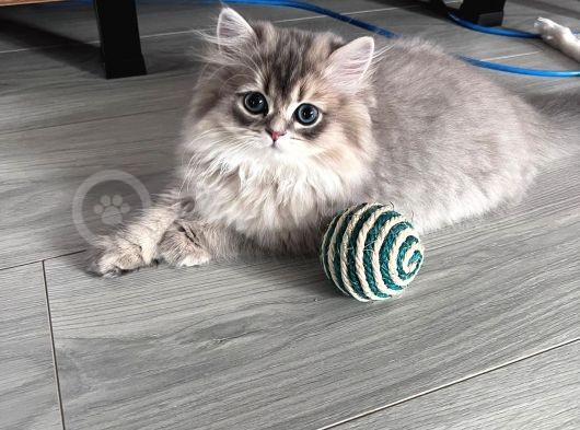British Shorthair İstanbul