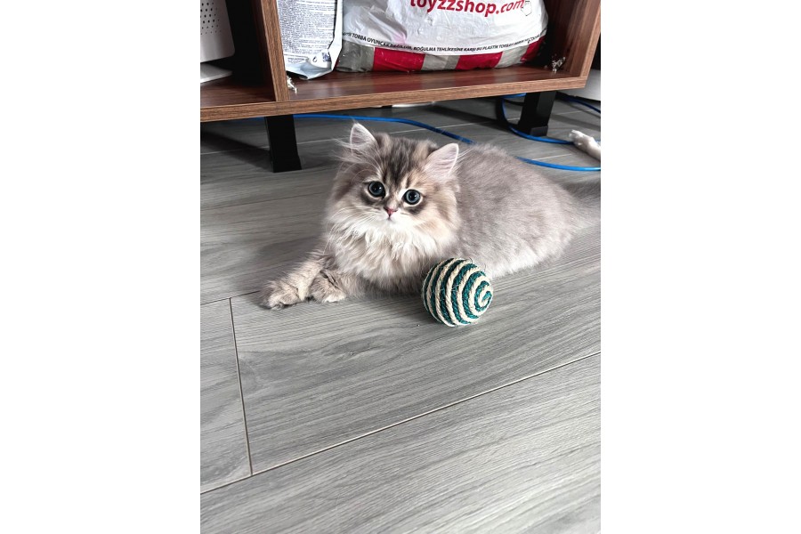 British Shorthair İstanbul