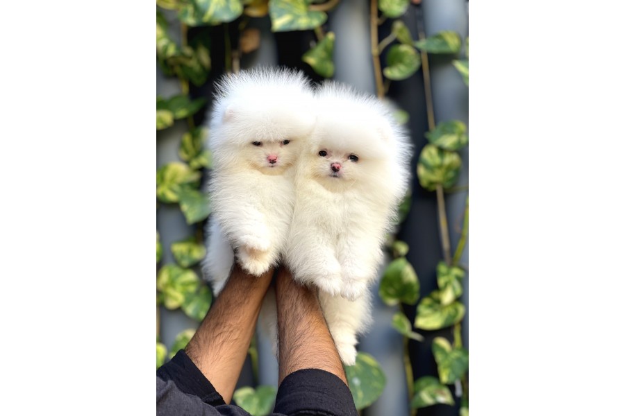 Pomeranian Boo Mersin