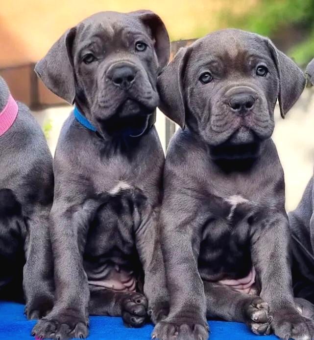 Cane Corso Muğla
