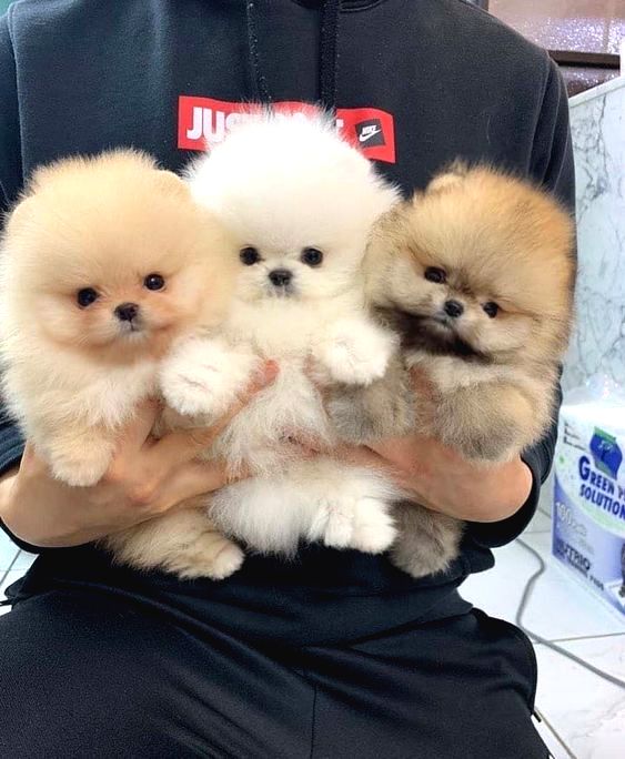 Pomeranian Boo İstanbul