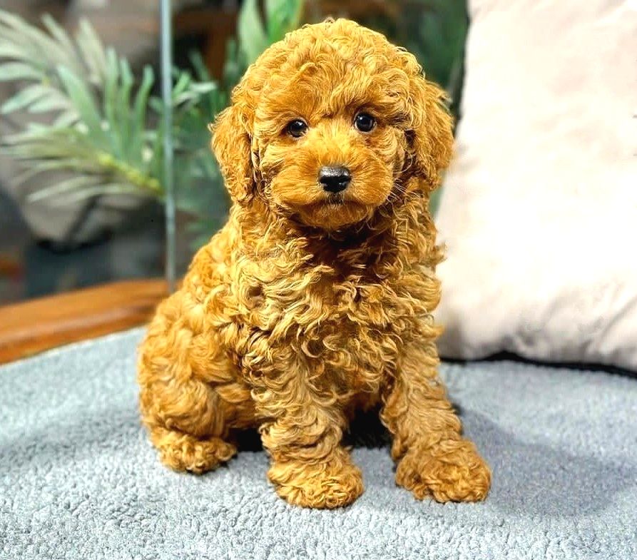 Red Brown Toy Poodle