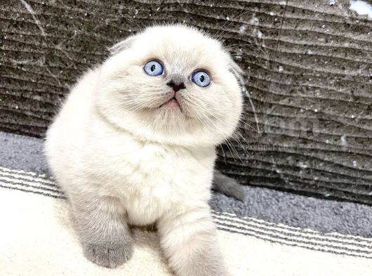 Blue Point Scottish Fold