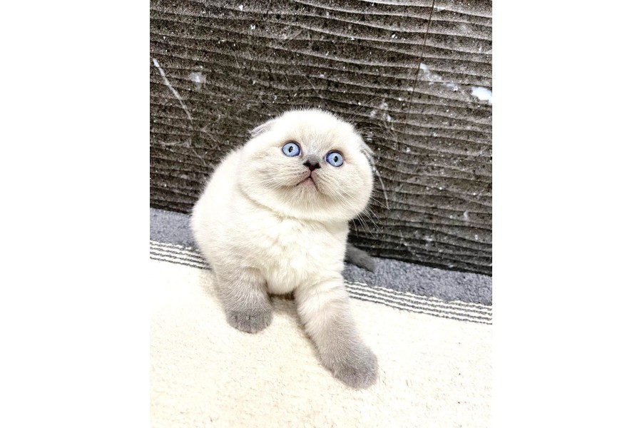 Blue Point Scottish Fold