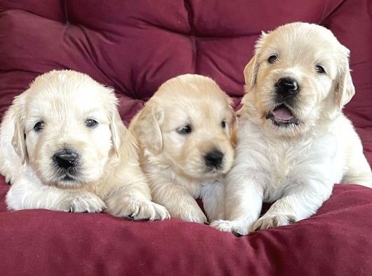 Baby Face Golden Retriever