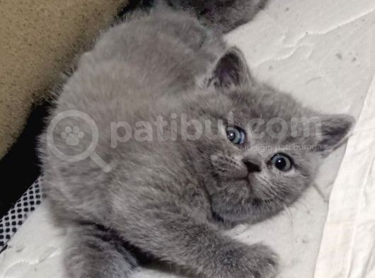 British Shorthair İstanbul
