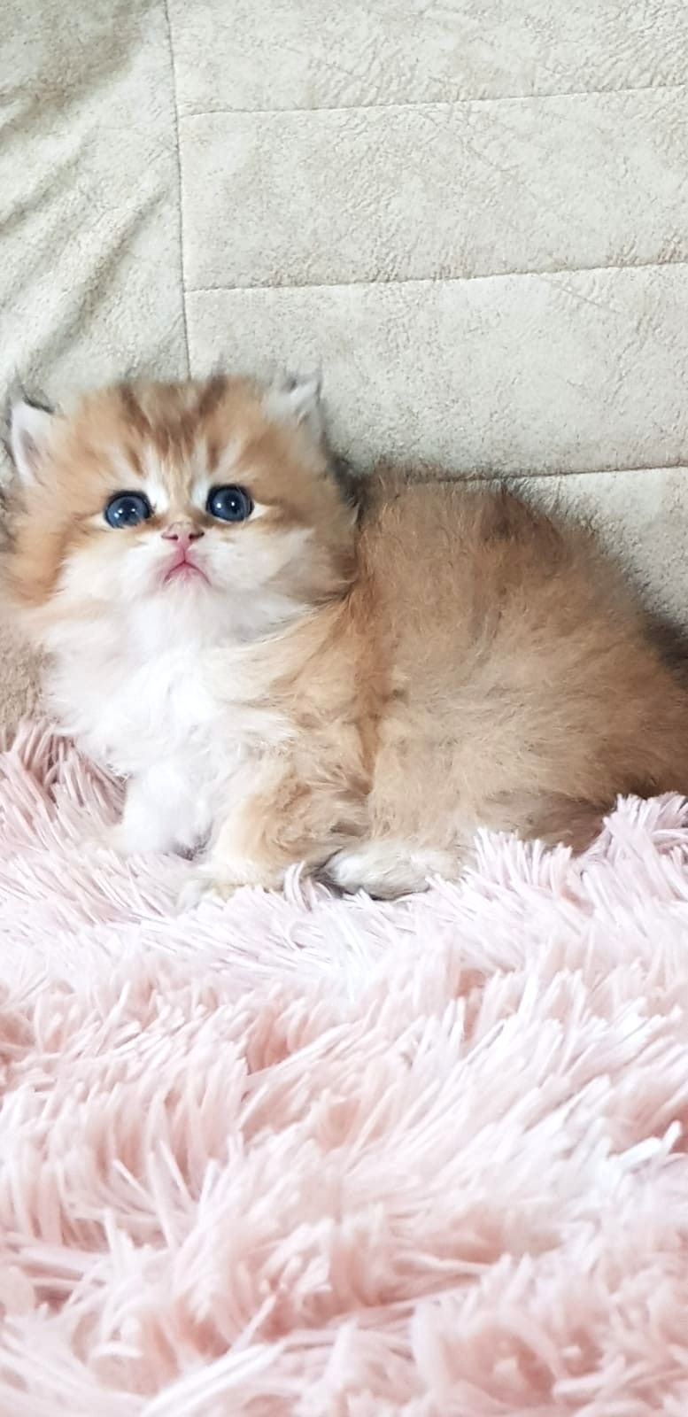 Show Kalite Golden British Shorthair Ve Longhair Yavrular - Patibul.com