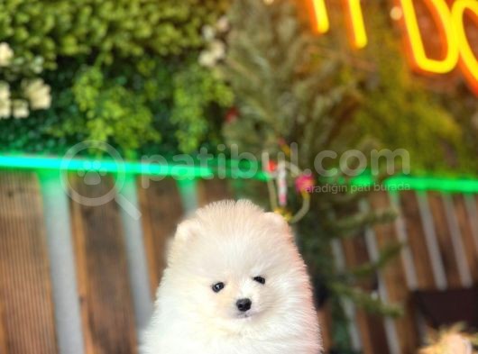 BABY FACE POMERANİAN BOO YAVRUMUZ - Patibul.com