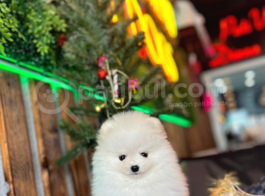 BABY FACE POMERANİAN BOO YAVRUMUZ - Patibul.com