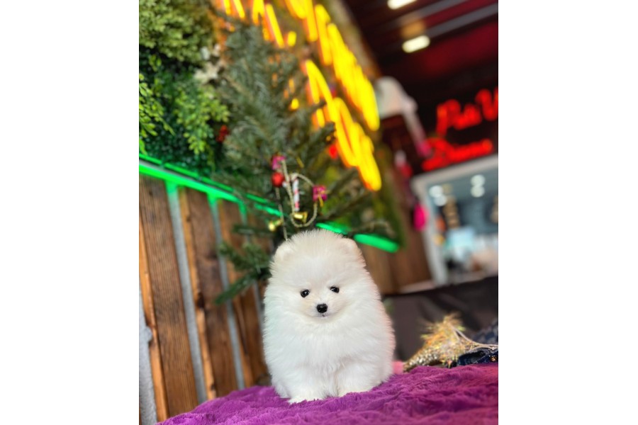 BABY FACE POMERANİAN BOO YAVRUMUZ - Patibul.com