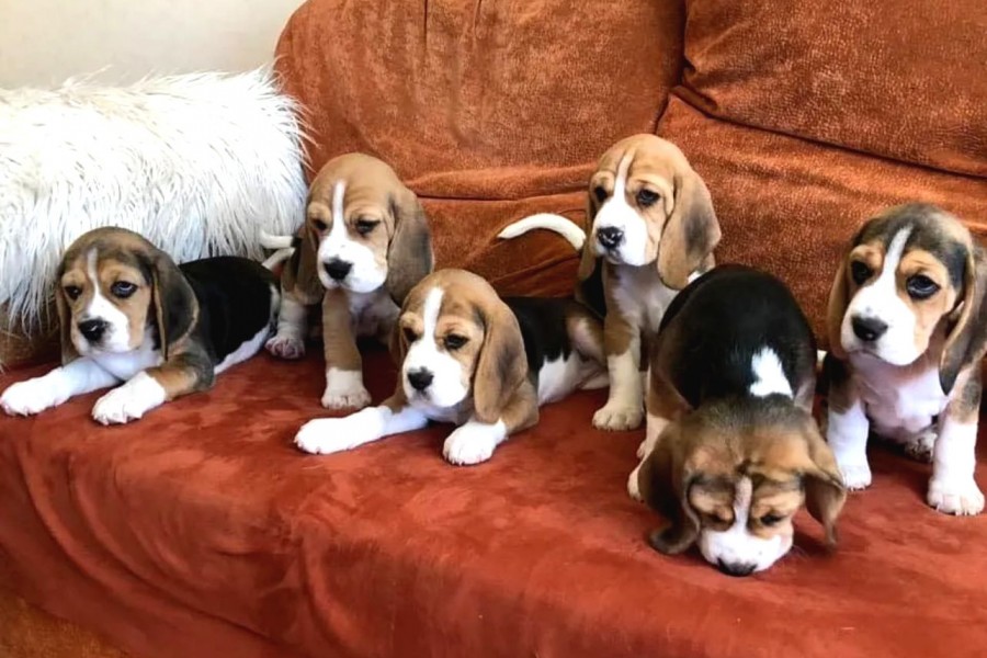 Elizabeth Beagle Yavrusu - Patibul.com