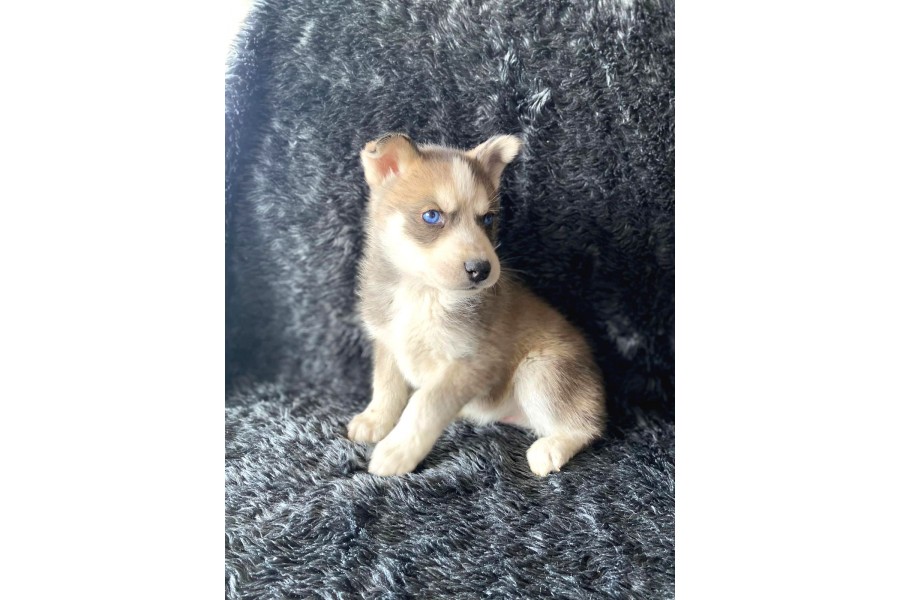Orjinal Bayram şekerleri Beyaz Ve Boz Renk Husky - Patibul.com