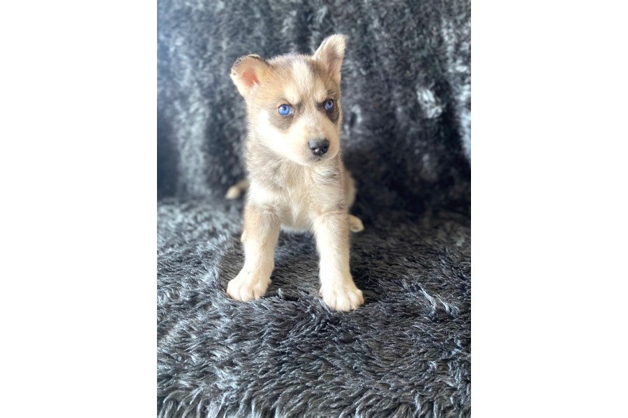 Orjinal Bayram şekerleri Beyaz Ve Boz Renk Husky - Patibul.com