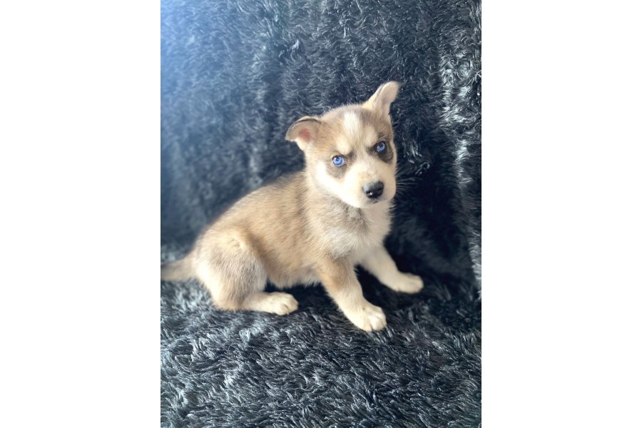 Orjinal Bayram şekerleri Beyaz Ve Boz Renk Husky - Patibul.com