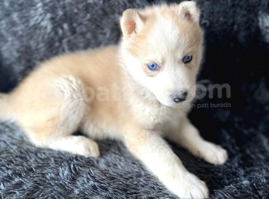 Orjinal Bayram şekerleri Beyaz Ve Boz Renk Husky - Patibul.com