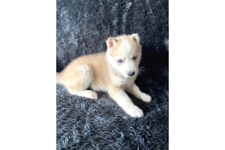 Orjinal Bayram şekerleri Beyaz Ve Boz Renk Husky - Patibul.com